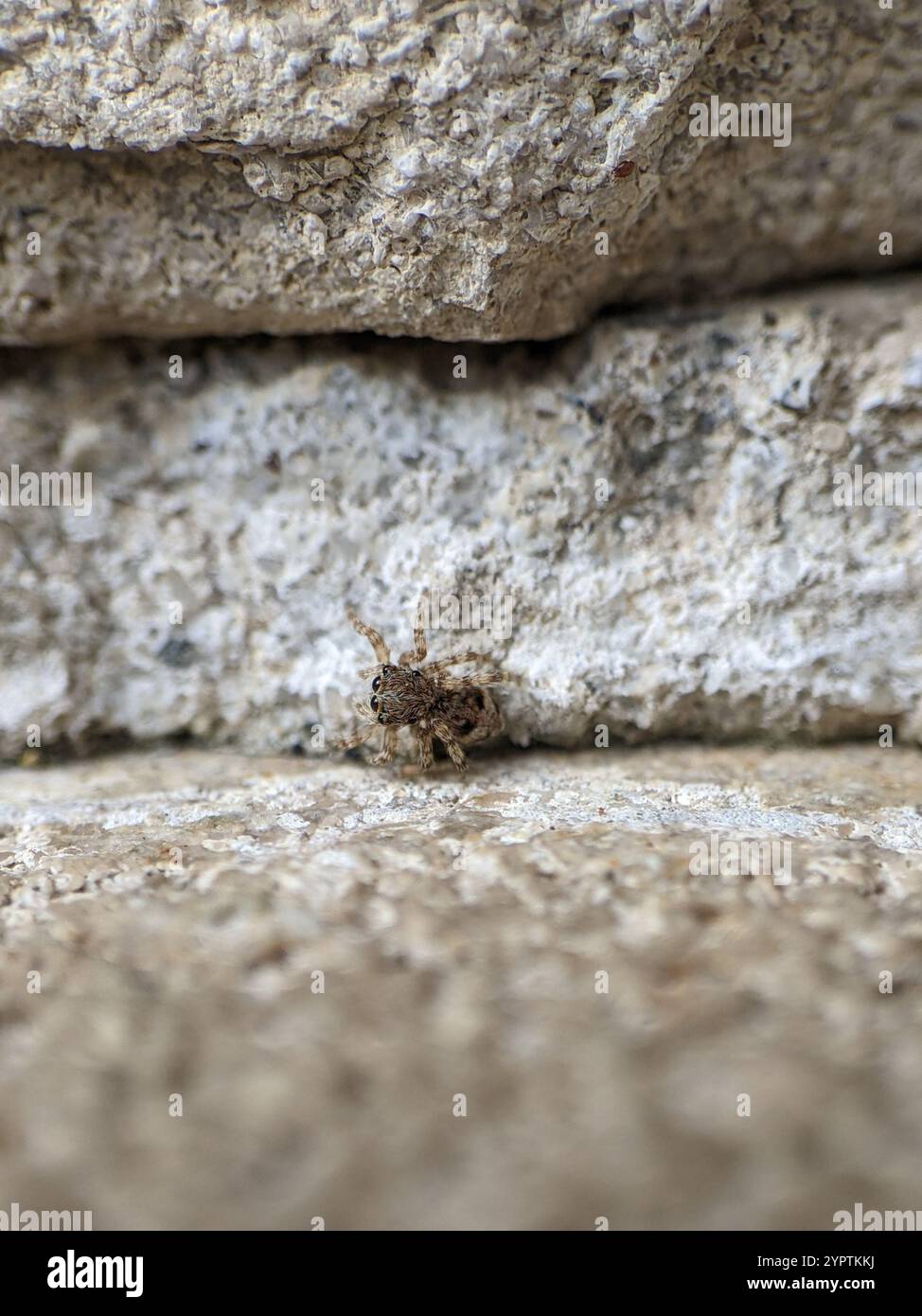 Asiatic Wall Jumping Spider (Attulus fasciger Stock Photo - Alamy