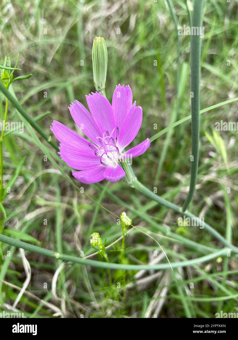Texas Skeleton Plant (Lygodesmia texana Stock Photo - Alamy