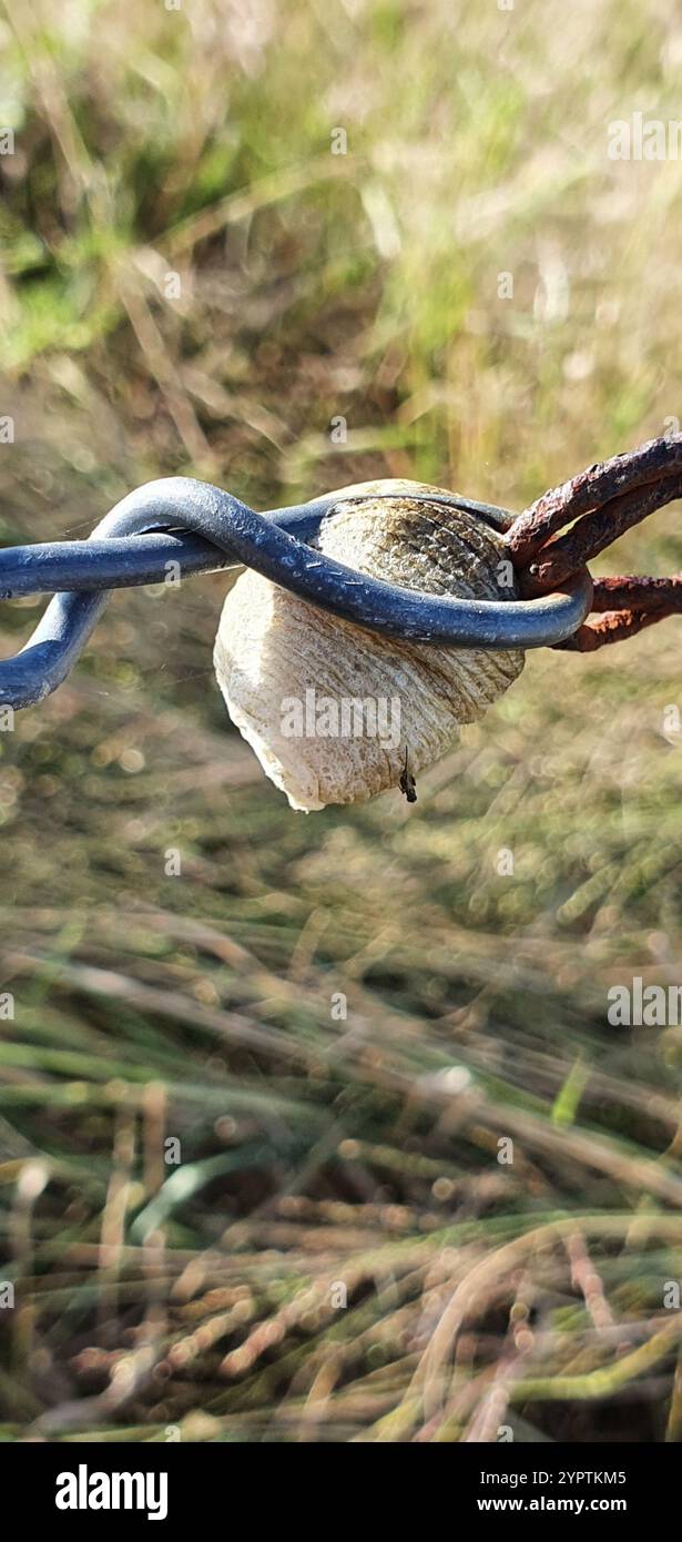 Archimantis hi-res stock photography and images - Alamy