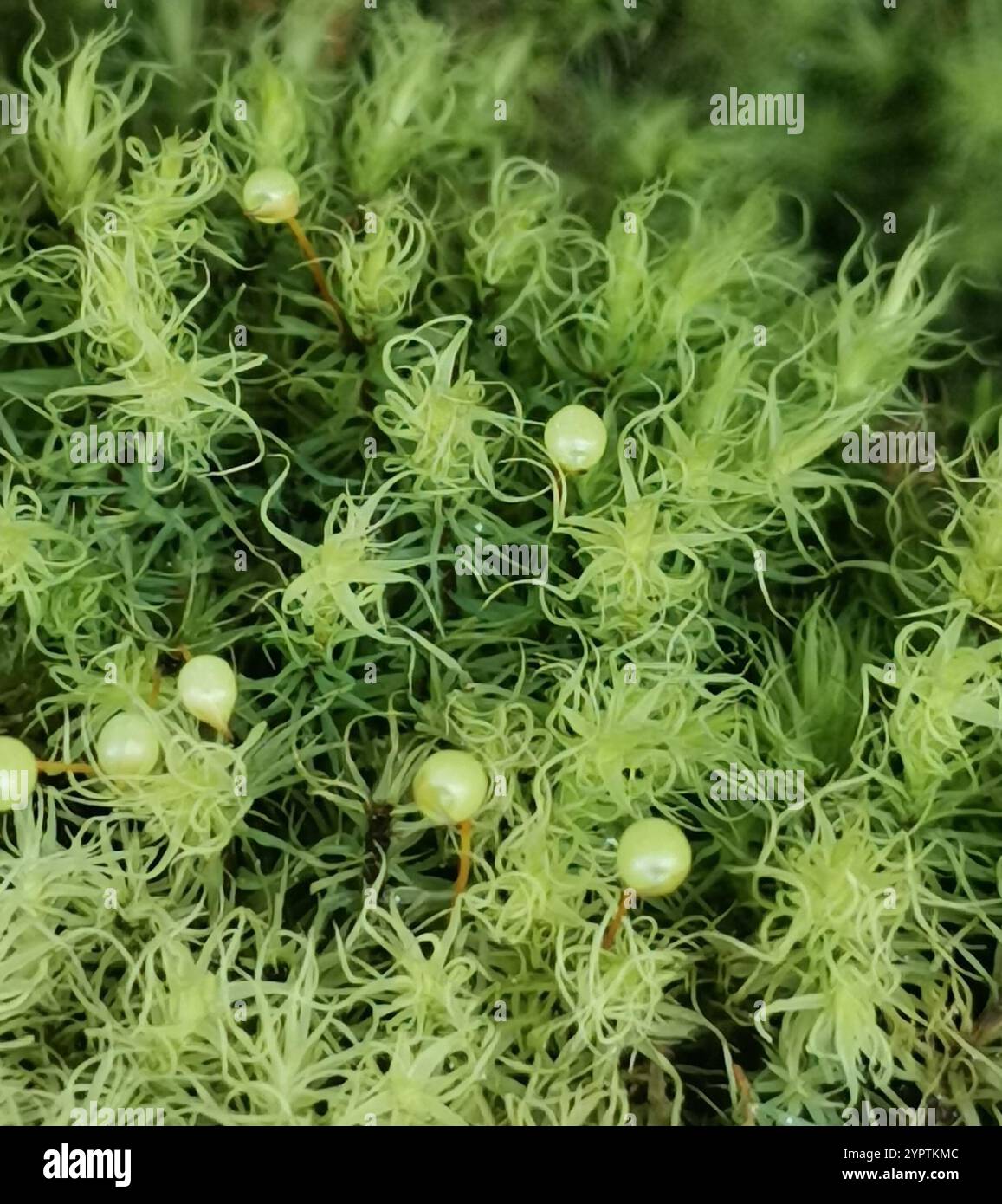 Common Apple-moss (Bartramia pomiformis Stock Photo - Alamy