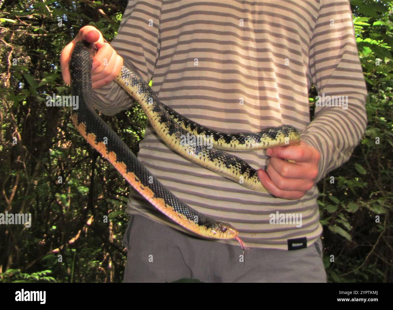 Giant Madagascan Hognose Snake (Leioheterodon madagascariensis Stock ...