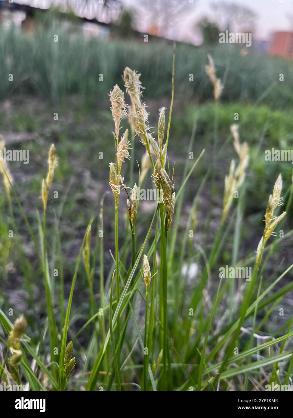 true sedges (Carex Stock Photo - Alamy