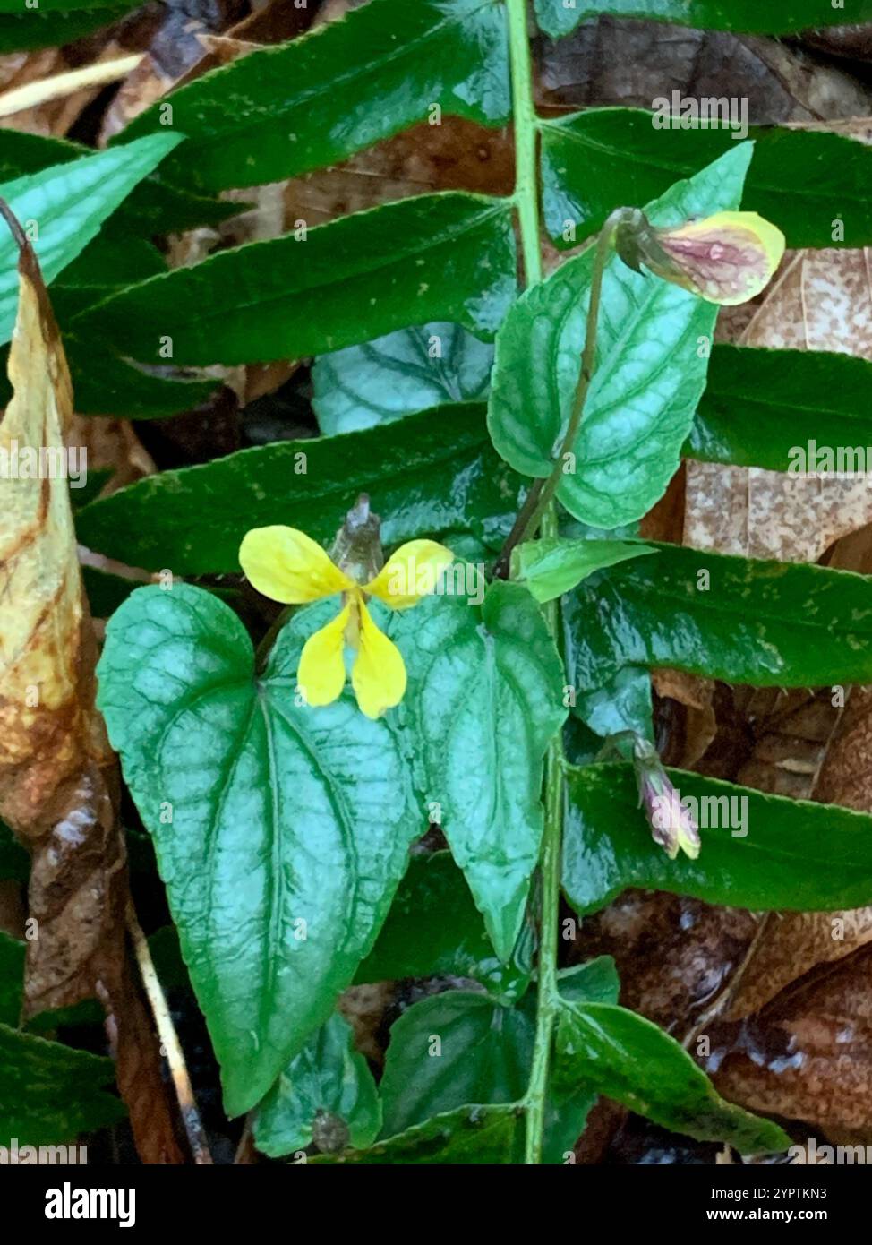 Halberd-leaved violet (Viola hastata Stock Photo - Alamy