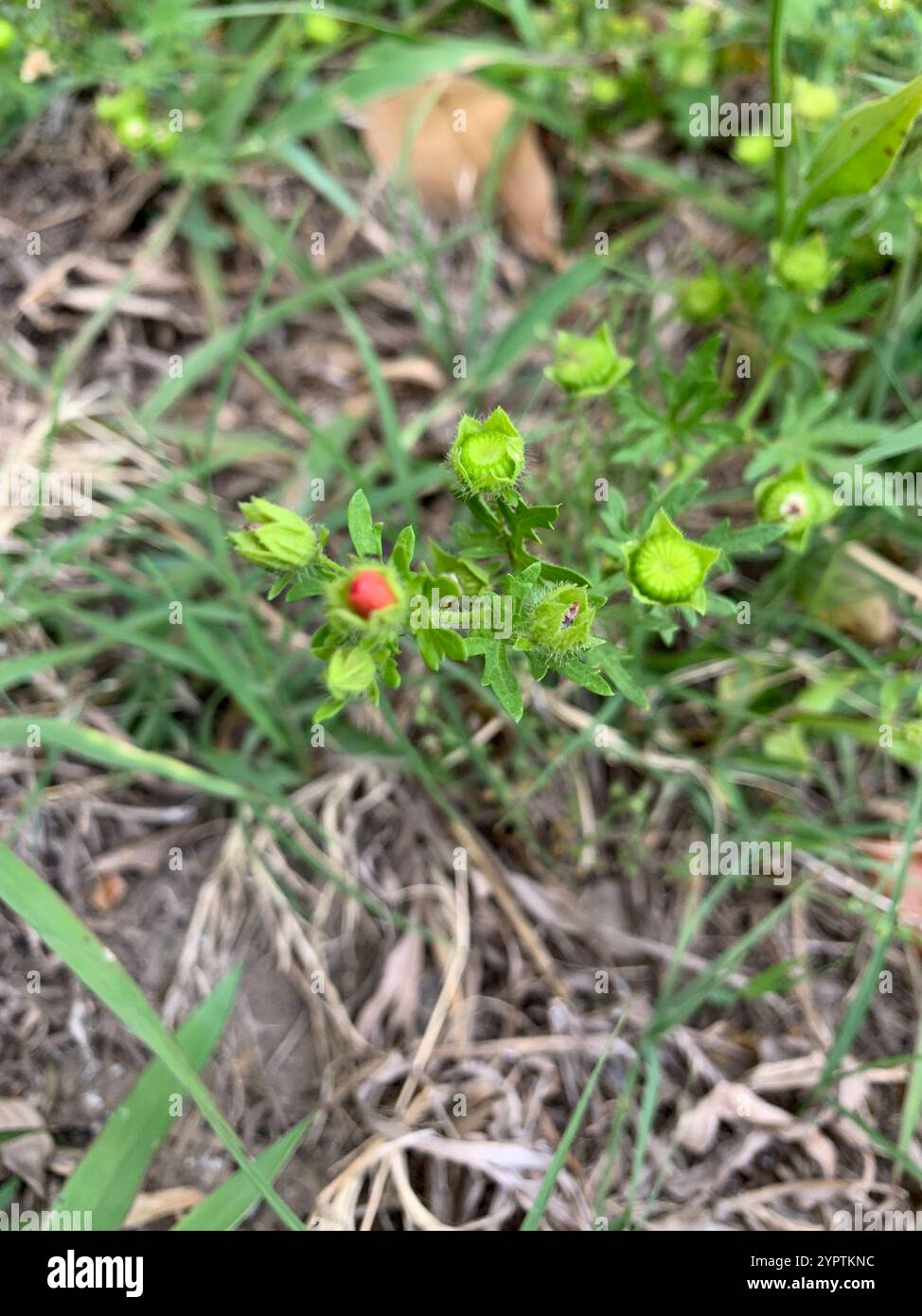 Carolina Bristlemallow (Modiola caroliniana Stock Photo - Alamy