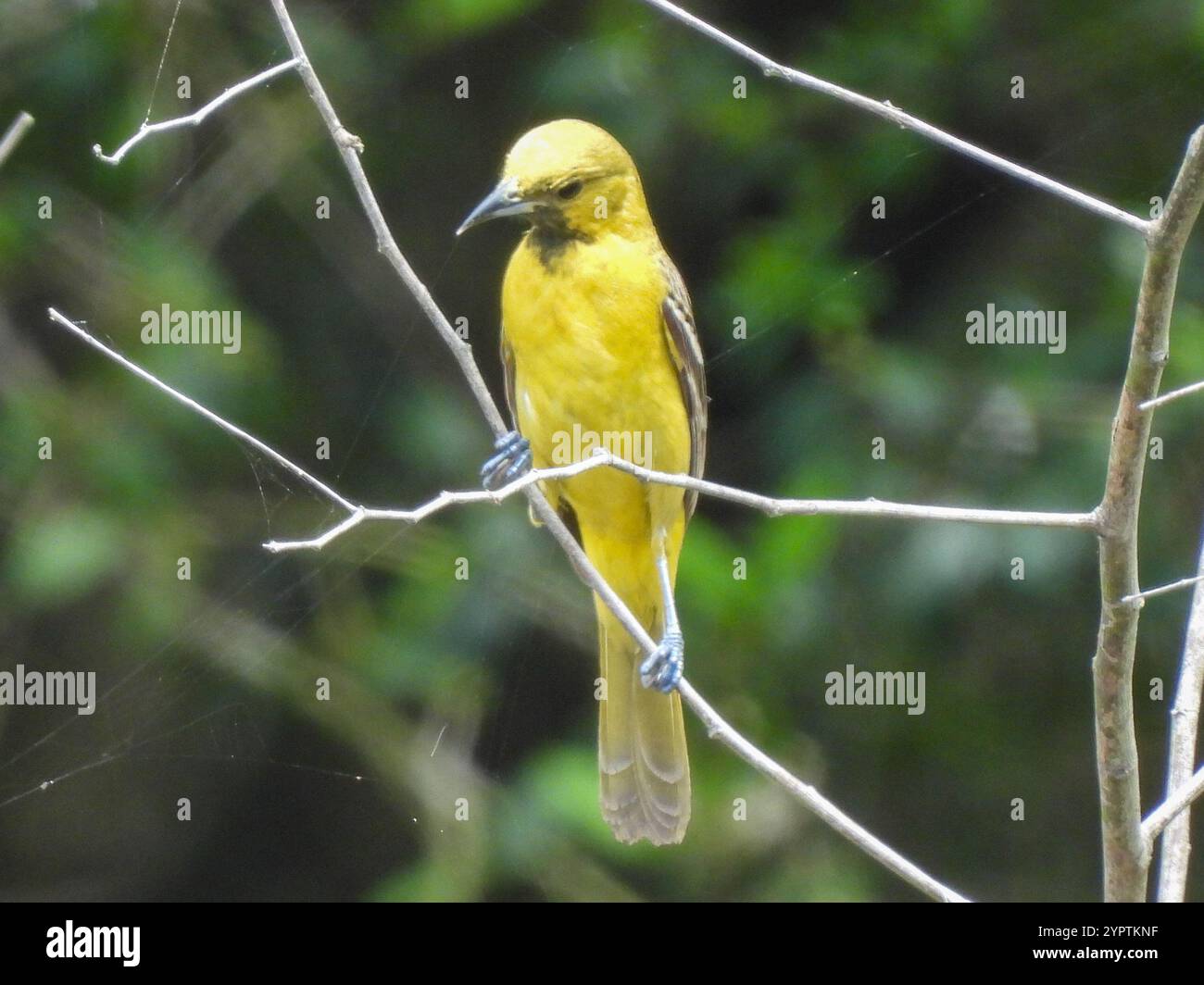 Orchard Oriole (Icterus spurius Stock Photo - Alamy