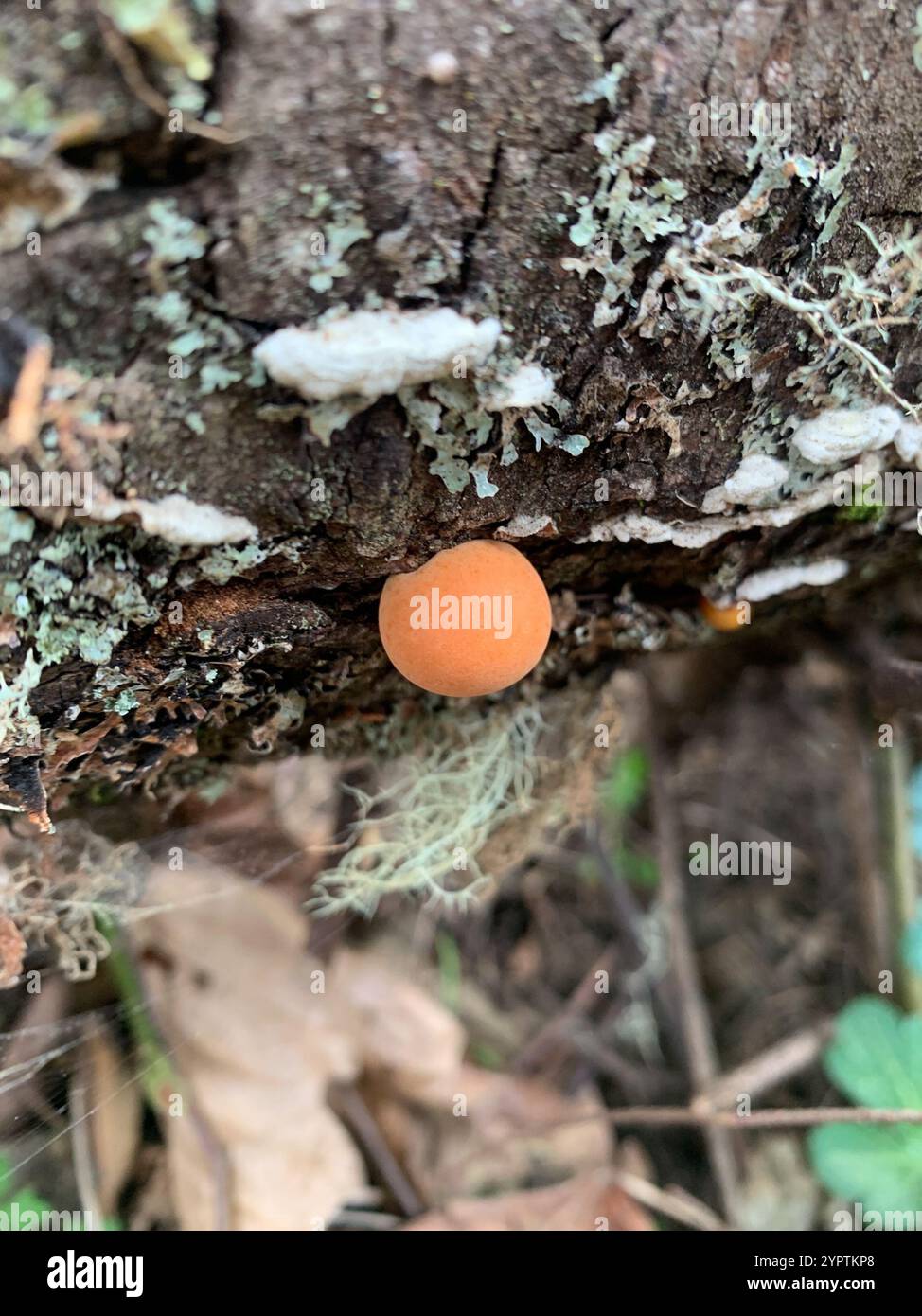 Cryptoporus hi-res stock photography and images - Alamy