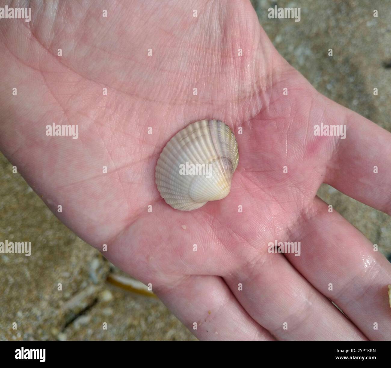 Common Cockle (Cerastoderma edule Stock Photo - Alamy