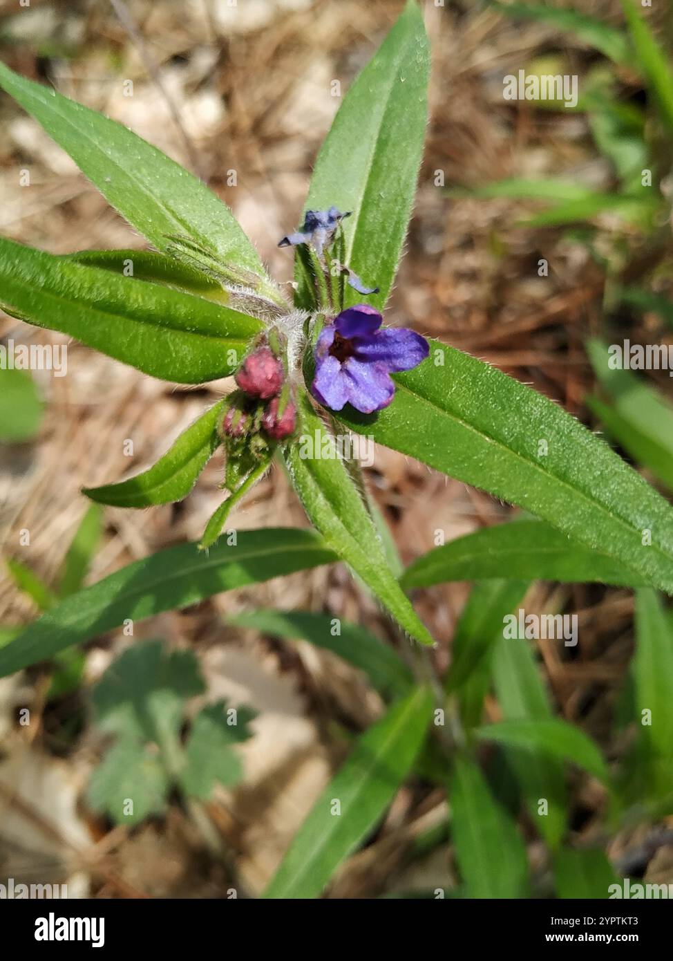 Purple gromwell aegonychon purpurocaeruleum hi-res stock photography ...