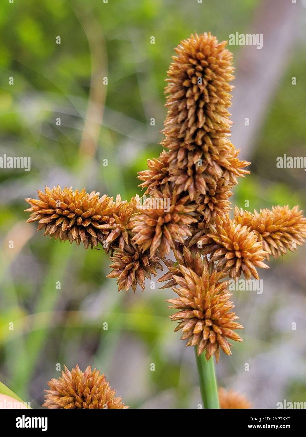 Swamp Flatsedge (Cyperus ligularis Stock Photo - Alamy