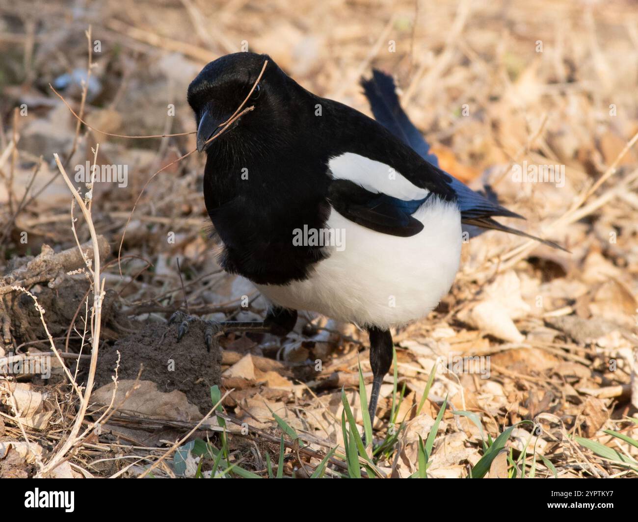 Black-billed Magpie (Pica hudsonia Stock Photo - Alamy