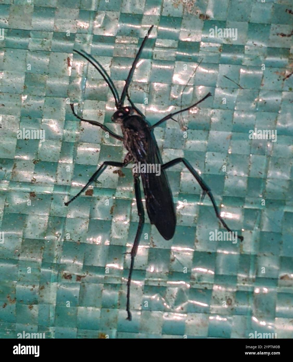 Spider Wasps (Pompilidae Stock Photo - Alamy