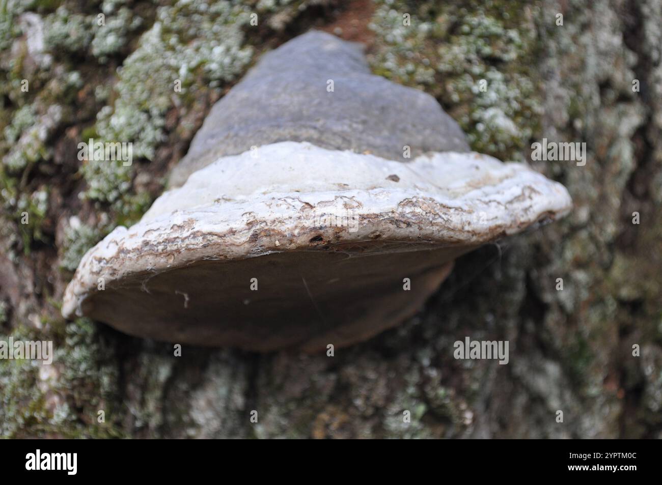 Hoof Fungus (Fomes fomentarius Stock Photo - Alamy