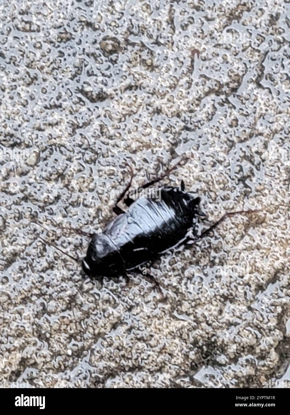 Oriental Cockroach (Blatta orientalis Stock Photo - Alamy
