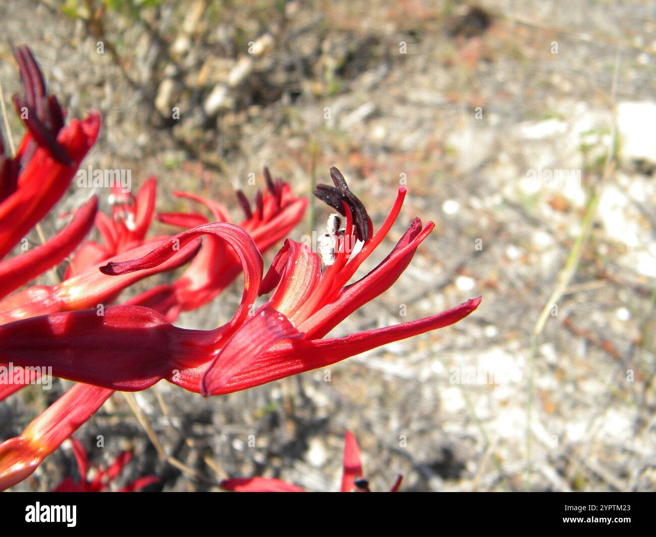 candelabra lily (Brunsvigia orientalis Stock Photo - Alamy