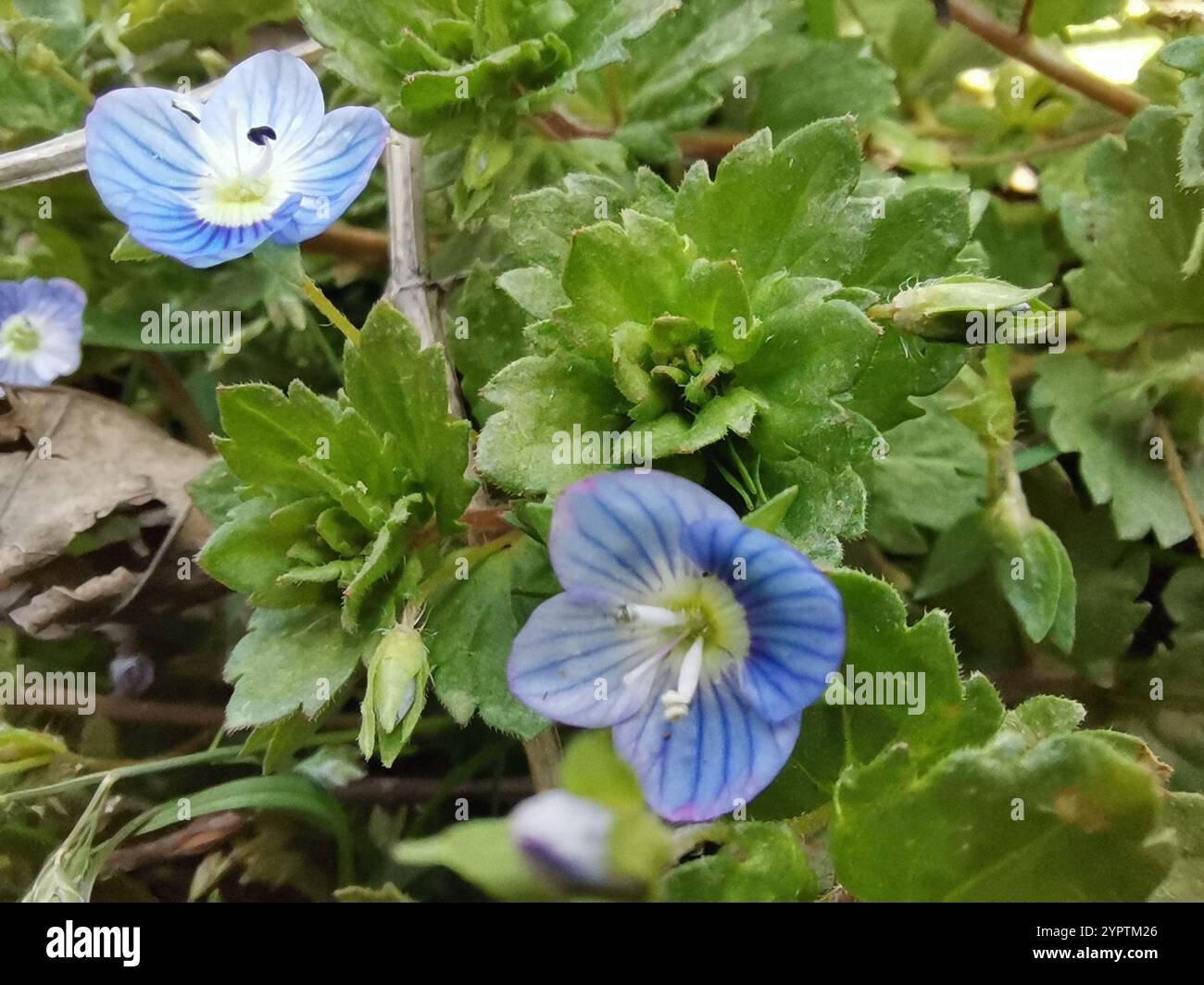 bird's-eye speedwell (Veronica persica Stock Photo - Alamy