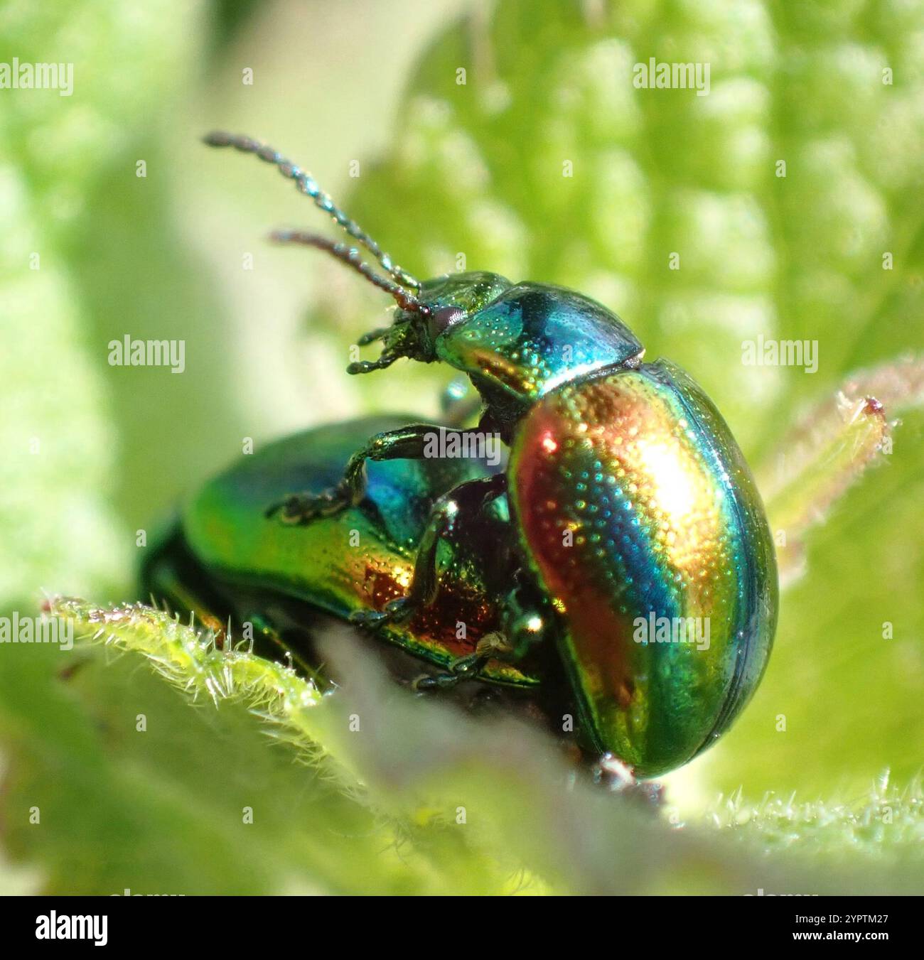 Dead-nettle Leaf Beetle (Fasta fastuosa Stock Photo - Alamy