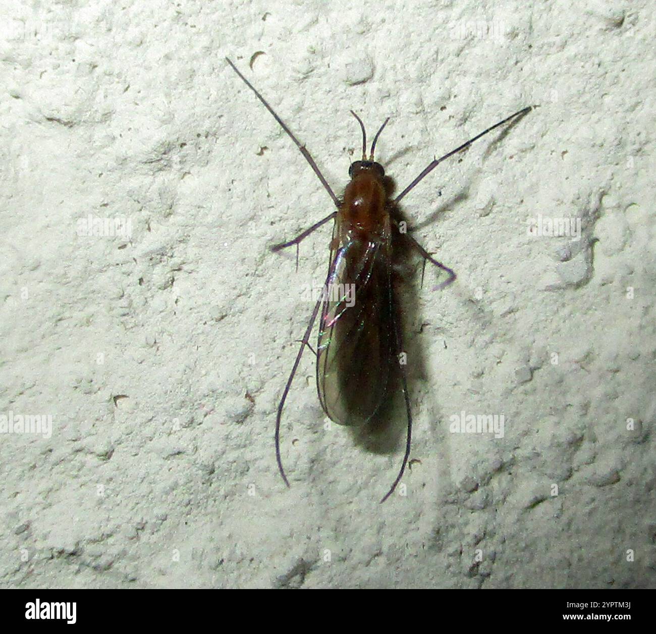 Fungus Gnats and Gall Midges (Sciaroidea Stock Photo - Alamy