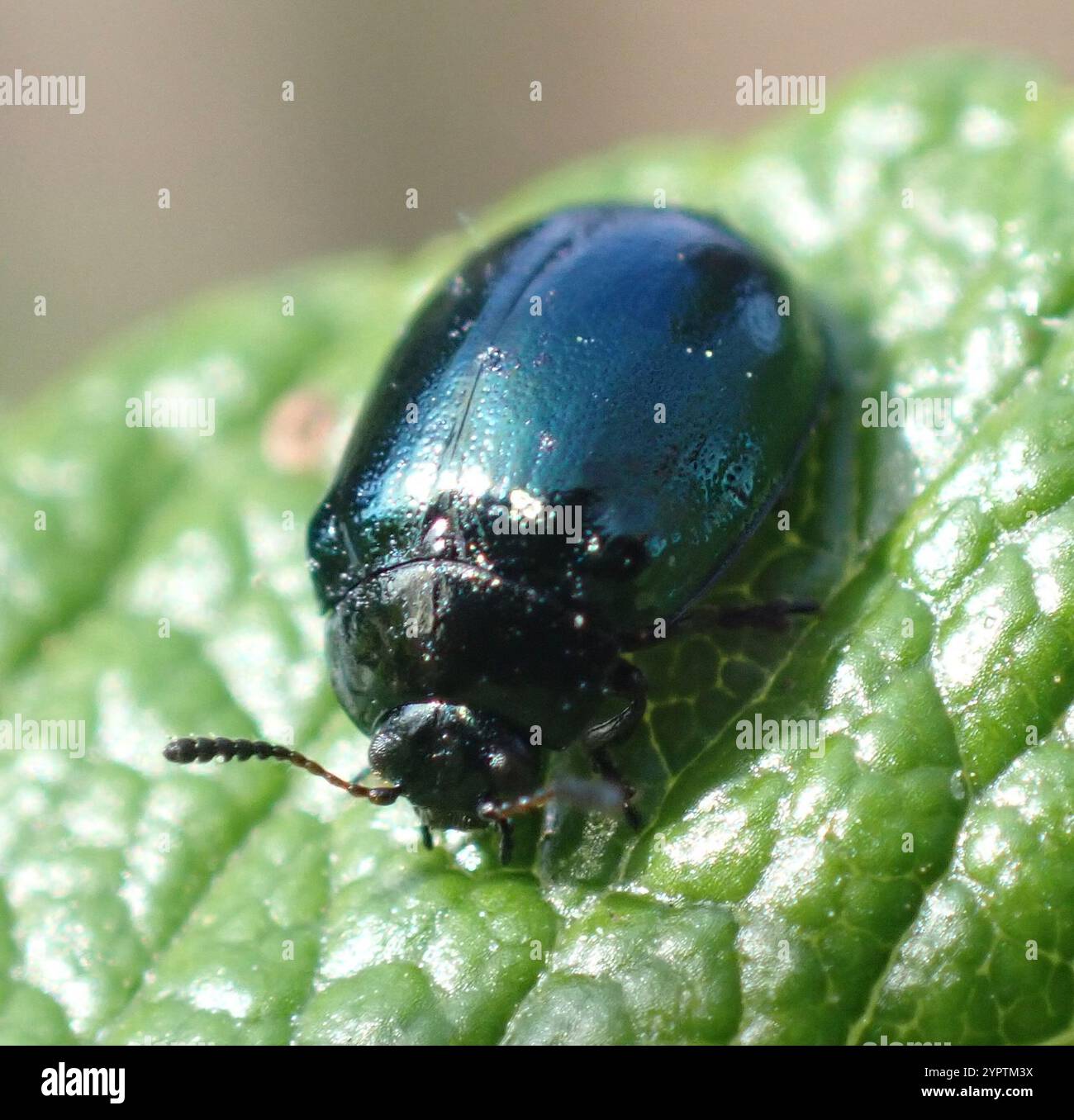 Willow Leaf Beetle (Plagiodera versicolora Stock Photo - Alamy
