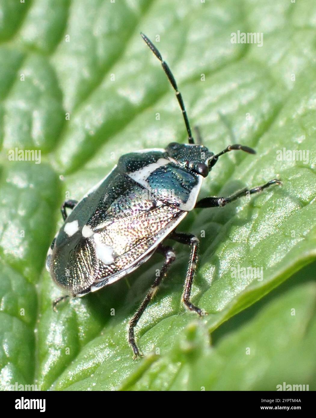 Cabbage Bug (Eurydema oleracea Stock Photo - Alamy