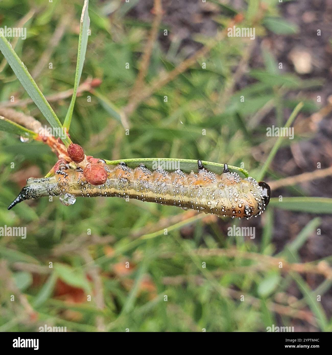 Bottlebrush Sawfly (Pterygophorus cinctus Stock Photo - Alamy