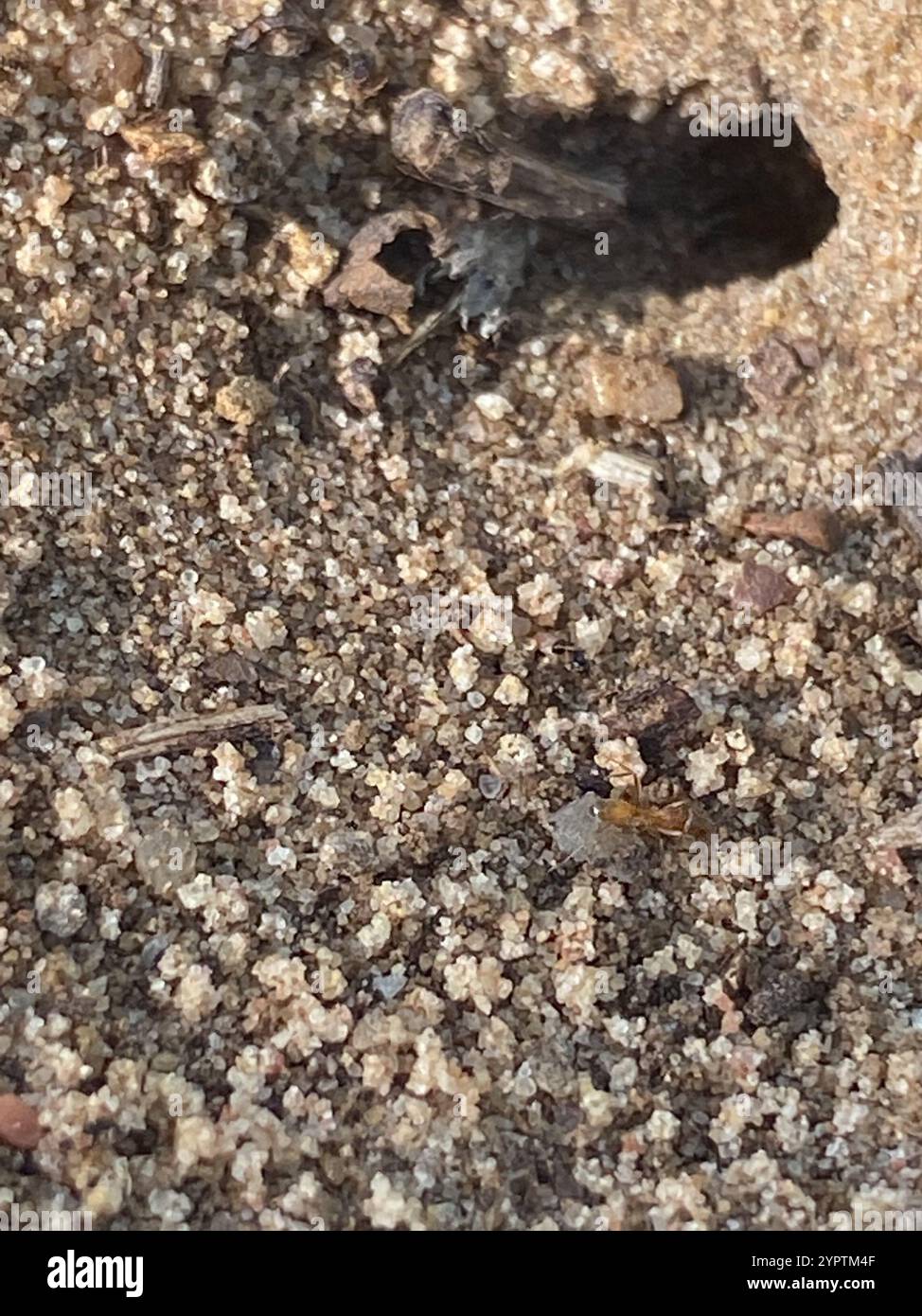 Yellow Pyramid Ant (Dorymyrmex flavus Stock Photo - Alamy