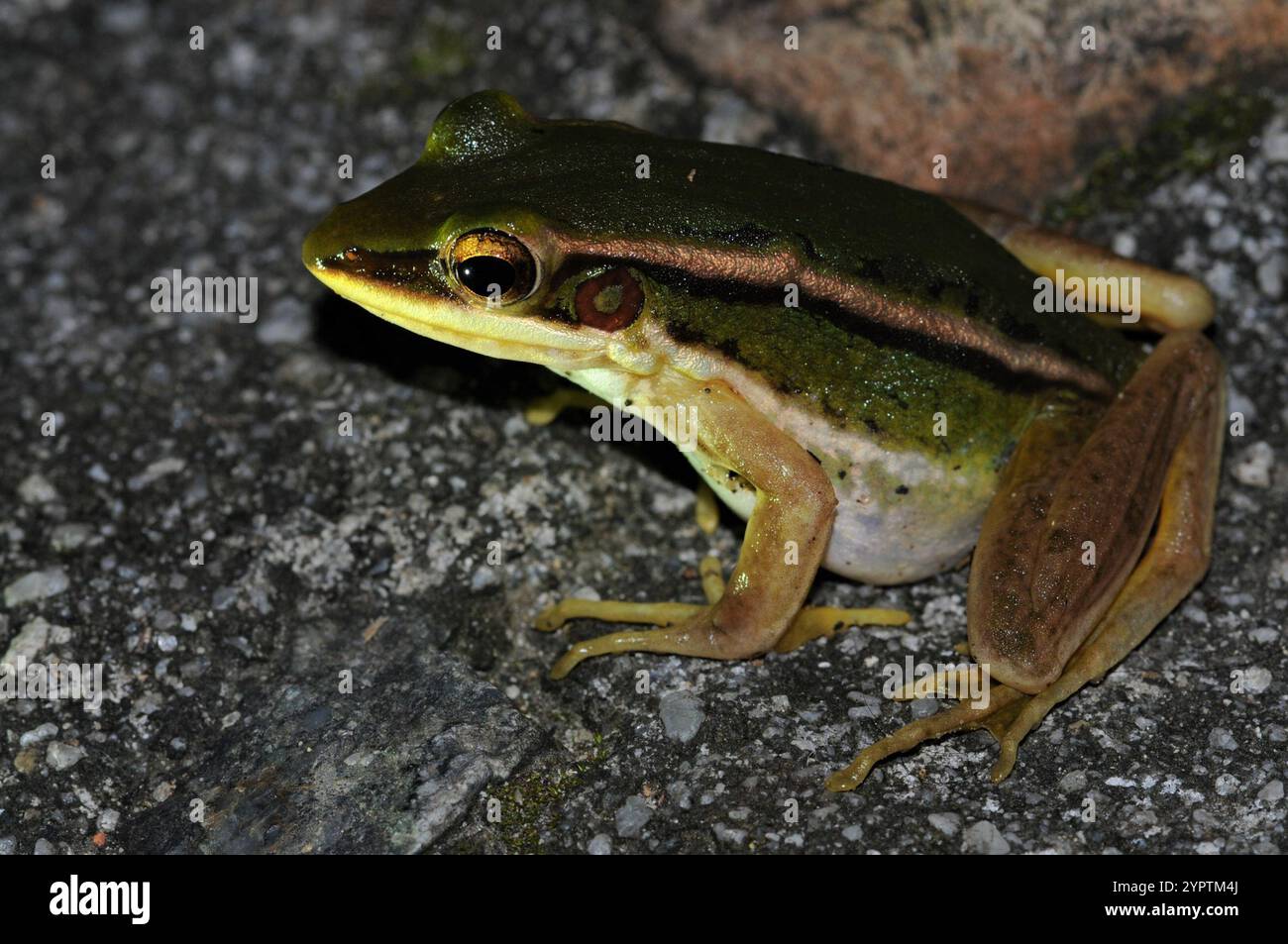 Green Paddy Frog (Hylarana erythraea Stock Photo - Alamy