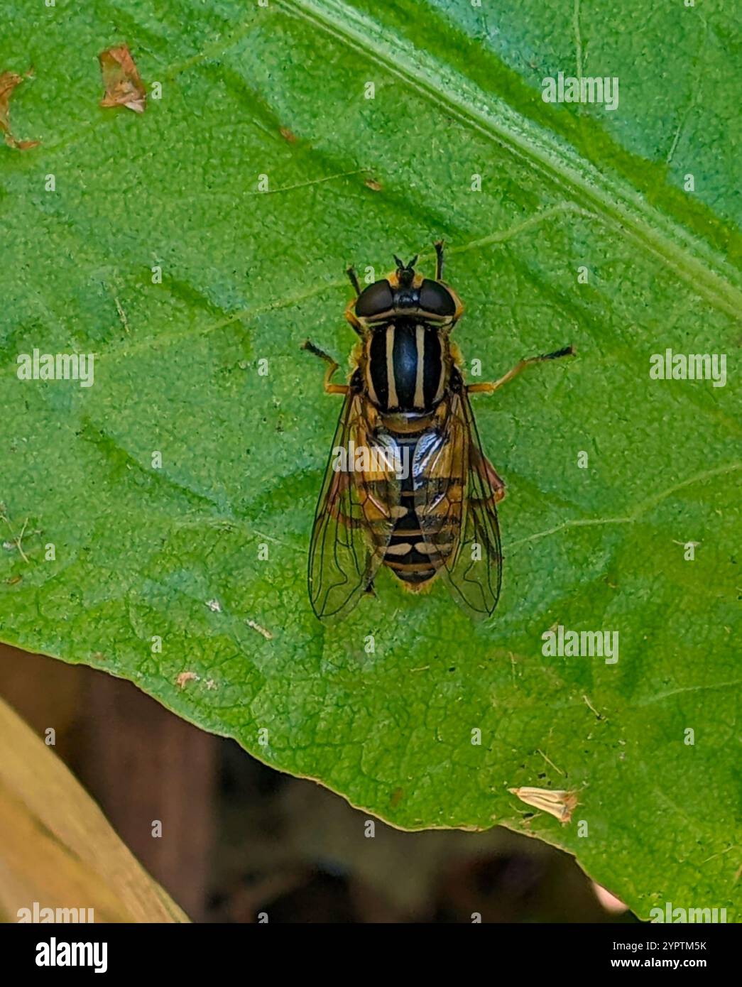 Sun Fly (Helophilus pendulus Stock Photo - Alamy