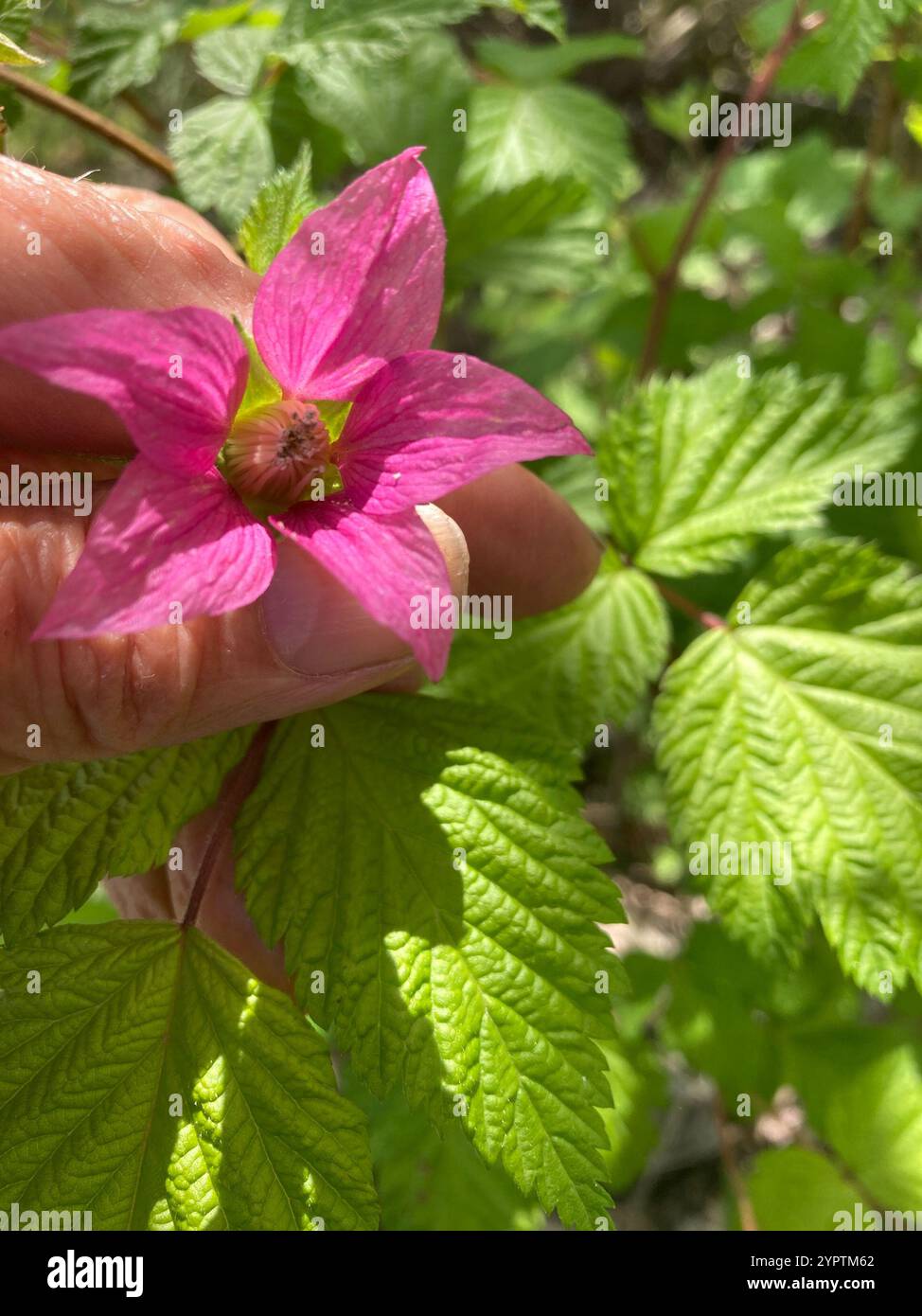 Salmonberry (Rubus spectabilis Stock Photo - Alamy