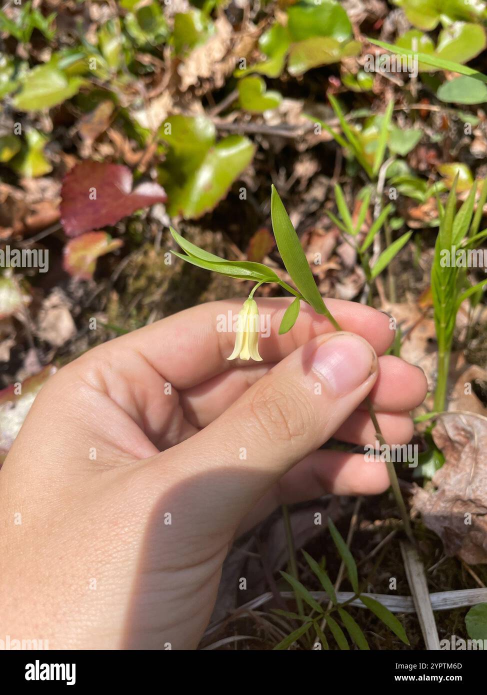 Appalachian bellwort (Uvularia puberula Stock Photo - Alamy