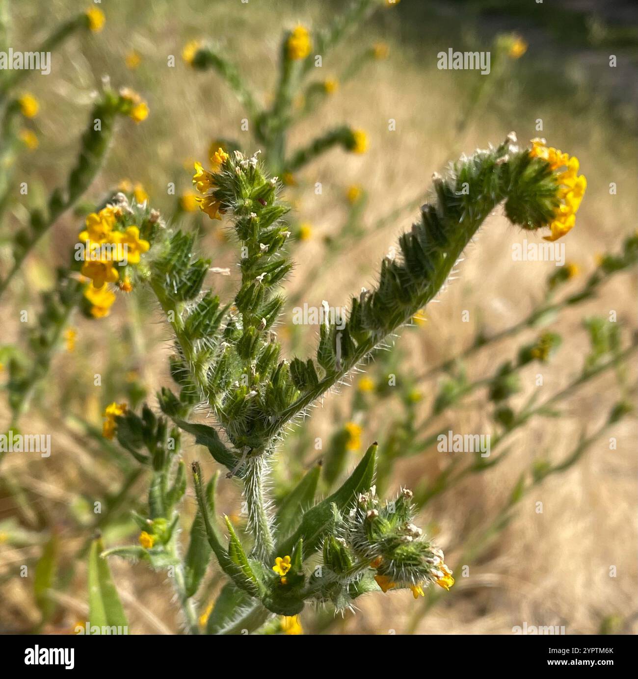 Common Fiddleneck (Amsinckia menziesii Stock Photo - Alamy