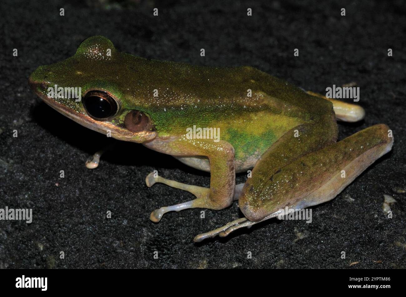 Malayan White-lipped Frog (Chalcorana labialis Stock Photo - Alamy