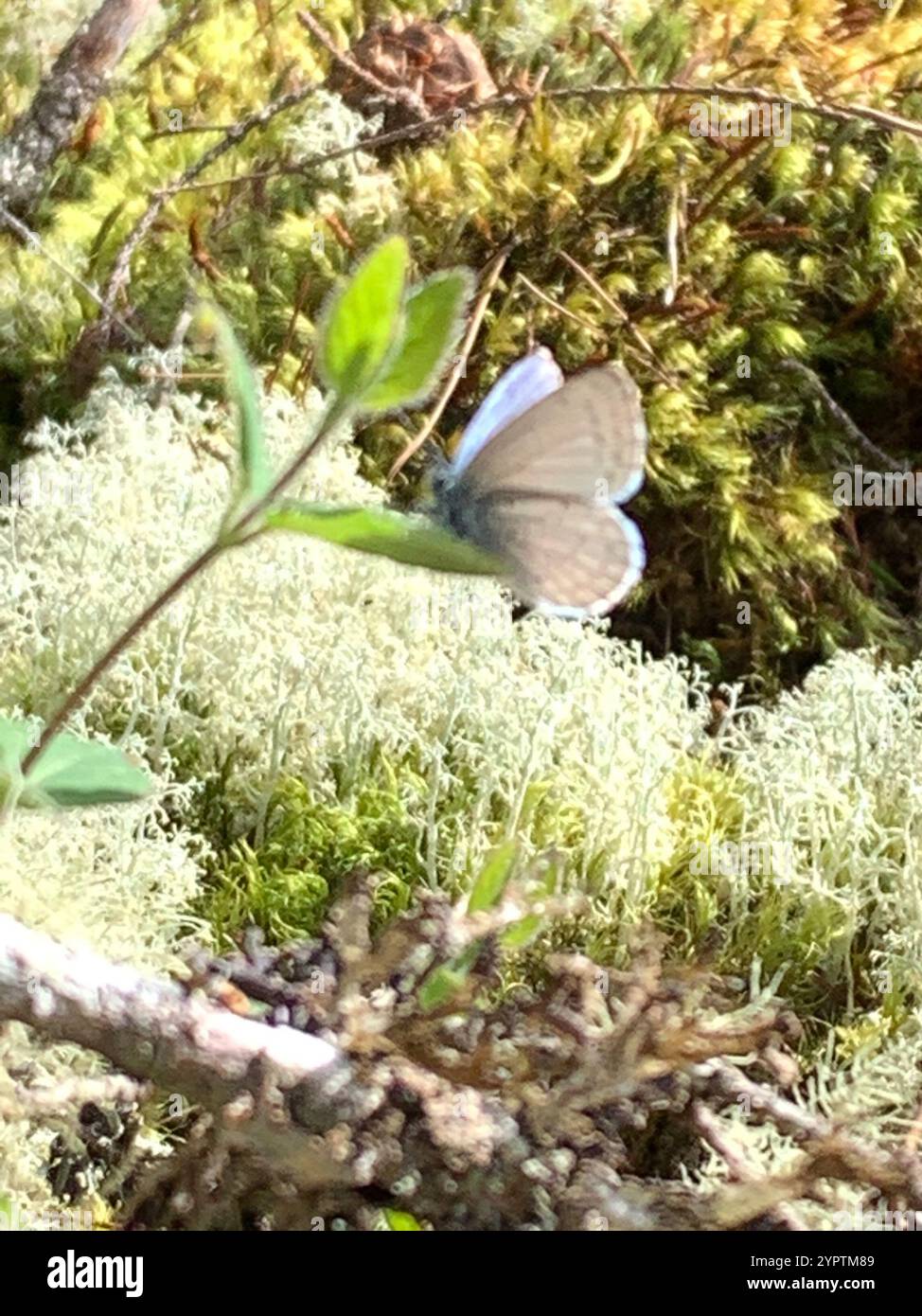 Echo Azure (Celastrina echo Stock Photo - Alamy