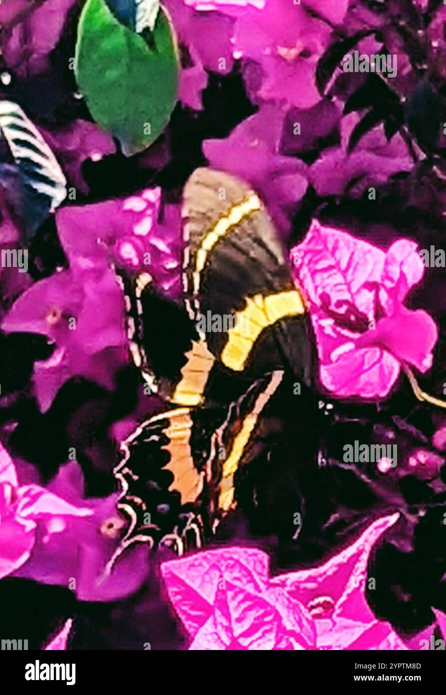 Magnificent Swallowtail (Papilio garamas Stock Photo - Alamy