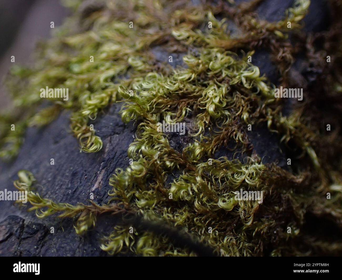 Sickle-leaved Hook-moss (Sanionia uncinata Stock Photo - Alamy