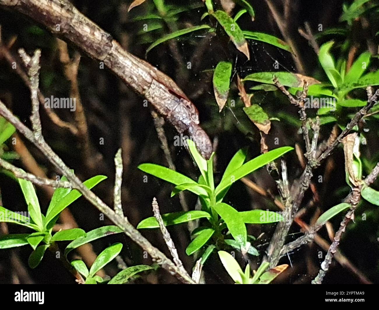 unarmed stick-insect (Acanthoxyla inermis Stock Photo - Alamy