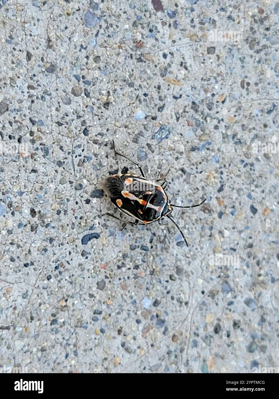 Bagrada Bug (Bagrada hilaris Stock Photo - Alamy