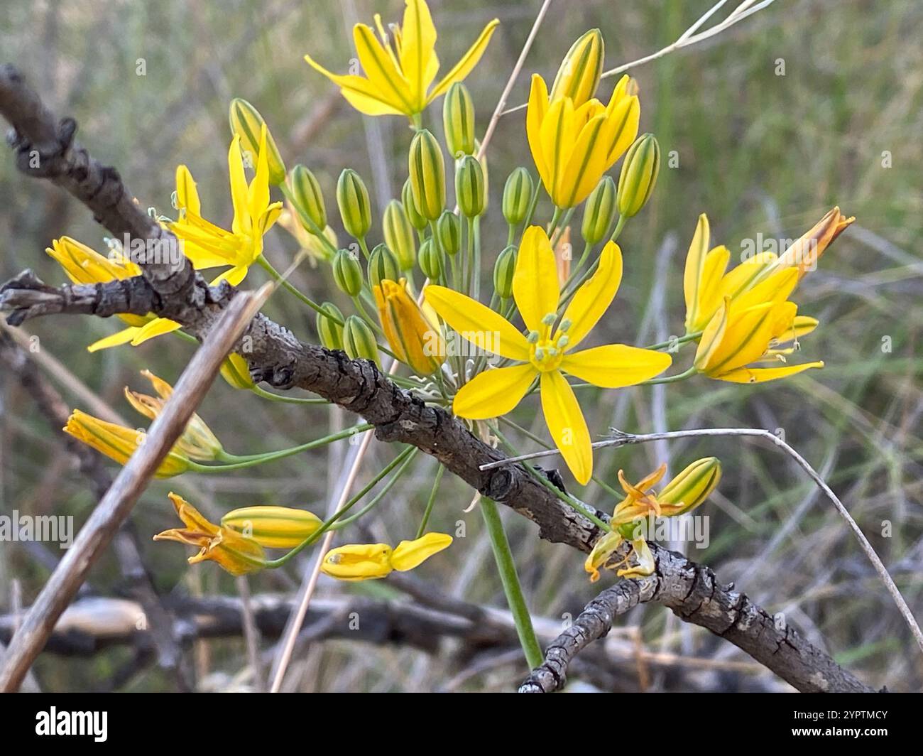 Bloomeria hi-res stock photography and images - Alamy