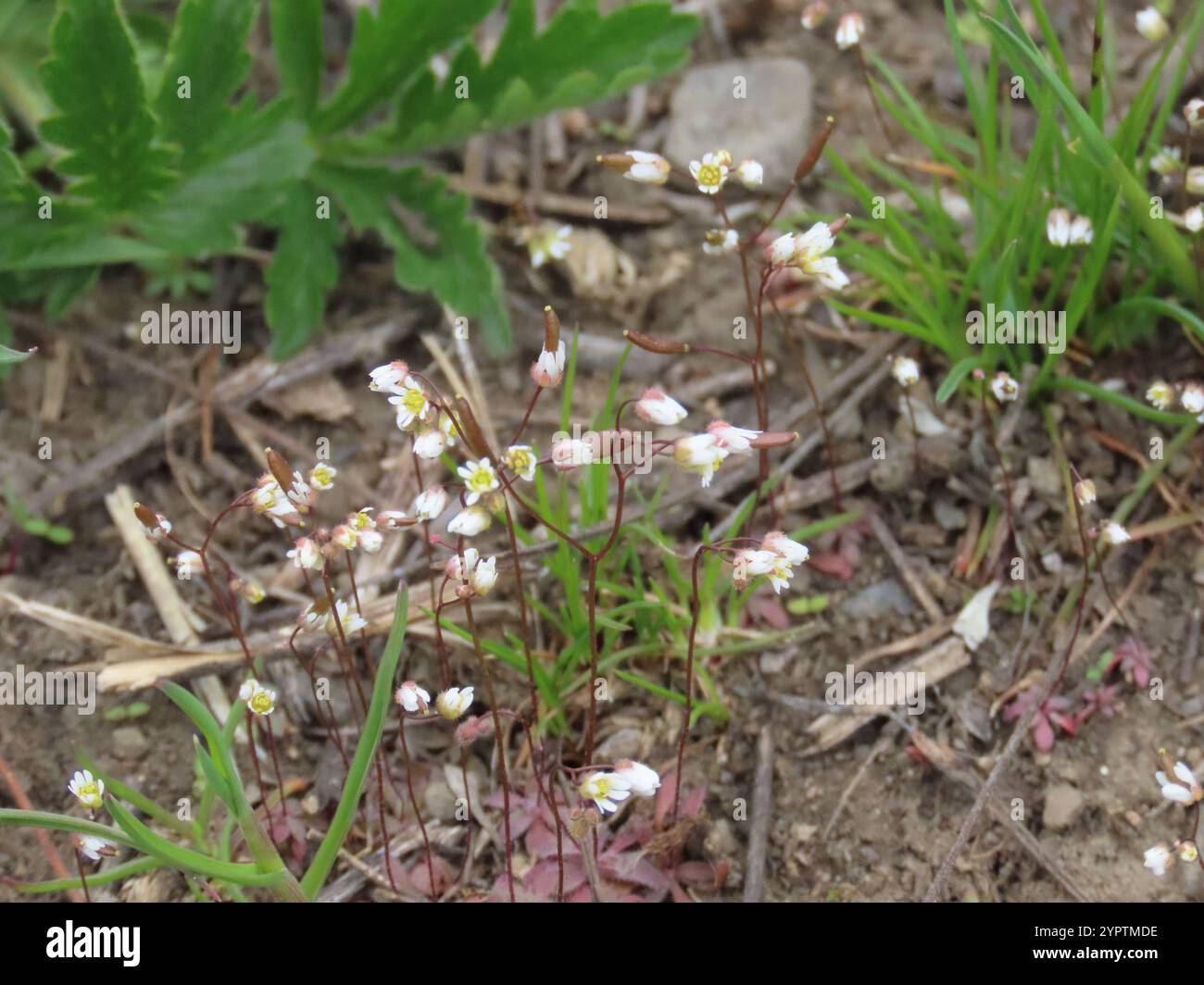 Common Whitlowgrass (Draba verna Stock Photo - Alamy