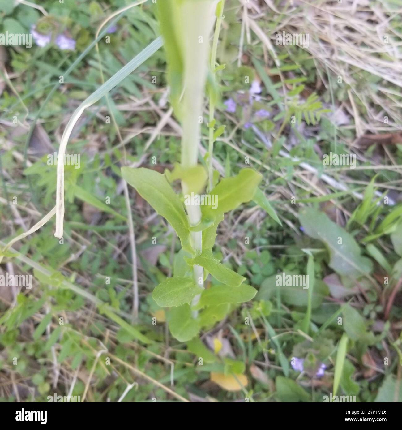 garlic penny-cress (Mummenhoffia alliacea Stock Photo - Alamy