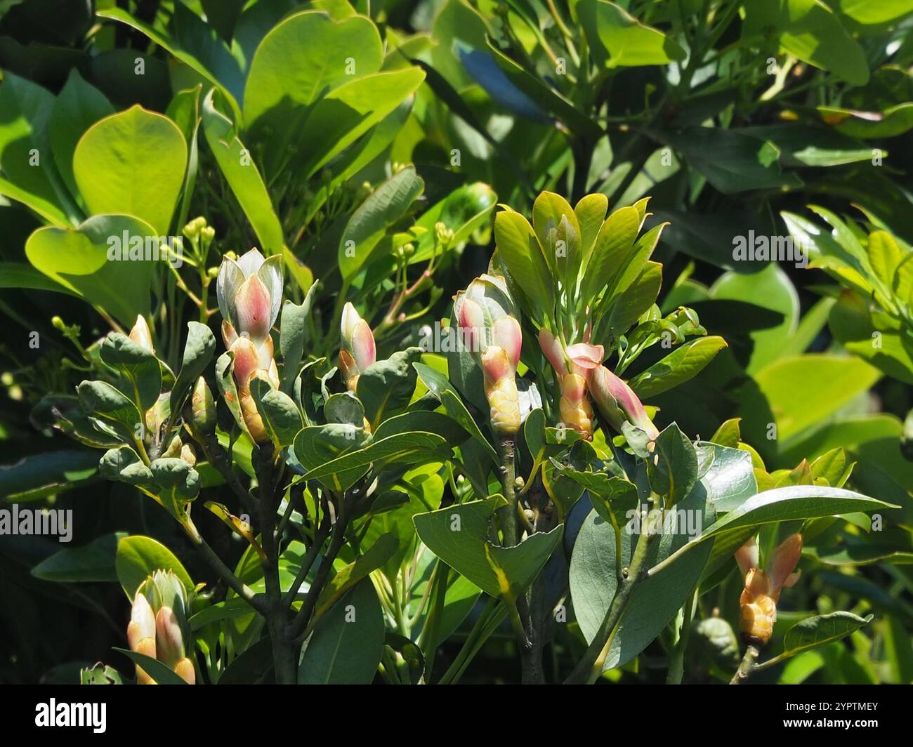 Red Machilus (Machilus thunbergii Stock Photo - Alamy