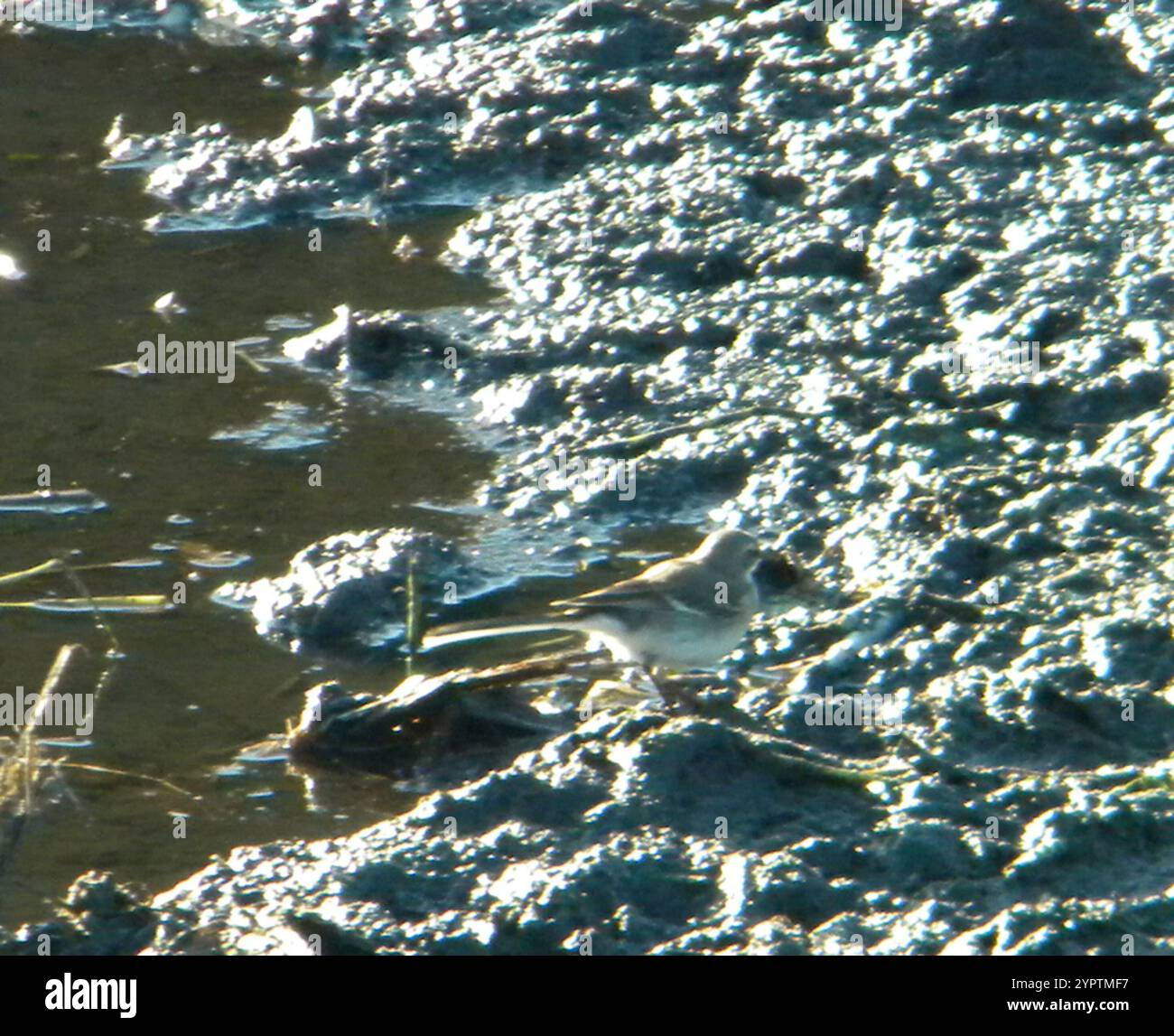 Cape Wagtail (Motacilla capensis Stock Photo - Alamy