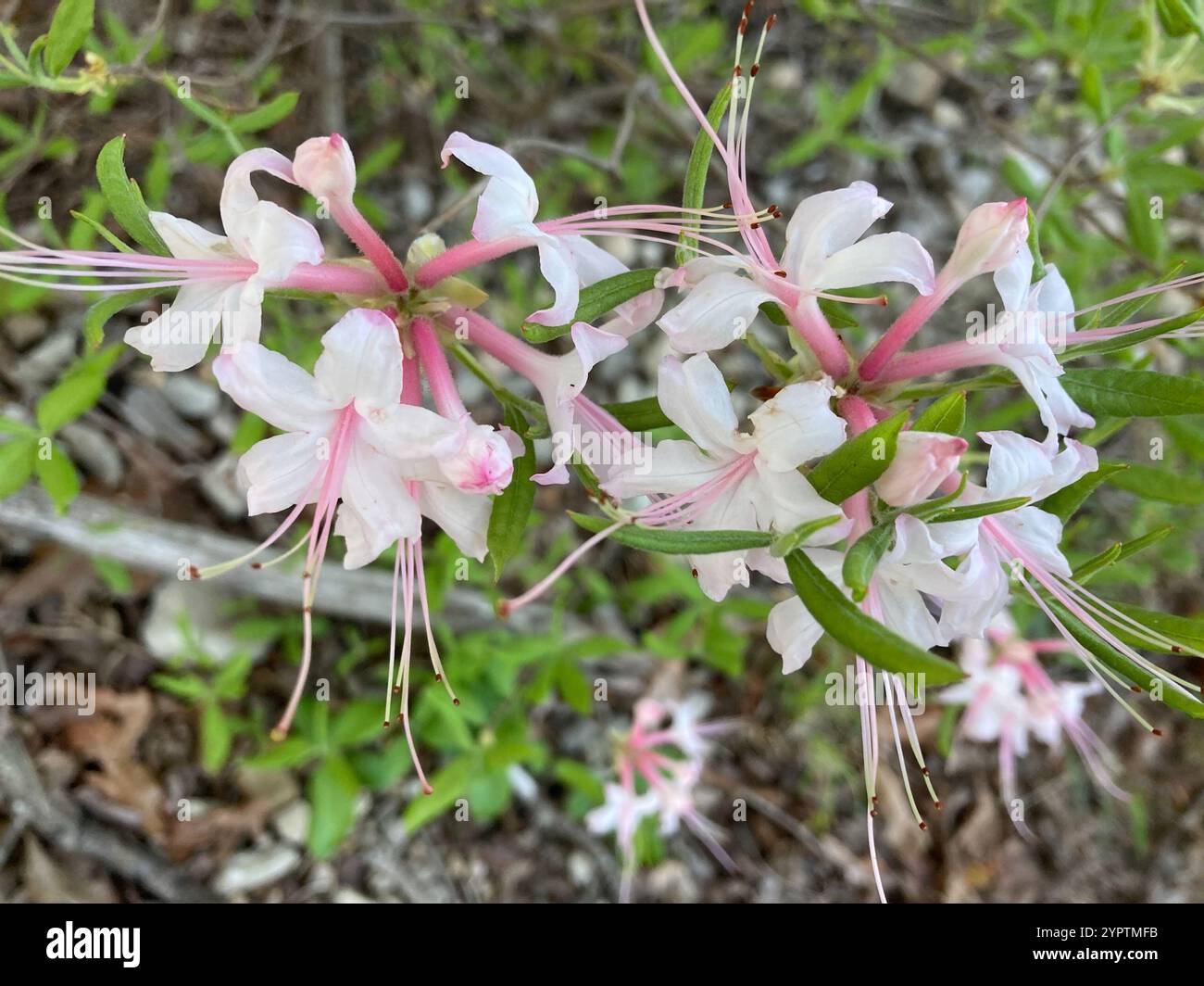 Mountain Azalea (Rhododendron canescens Stock Photo - Alamy