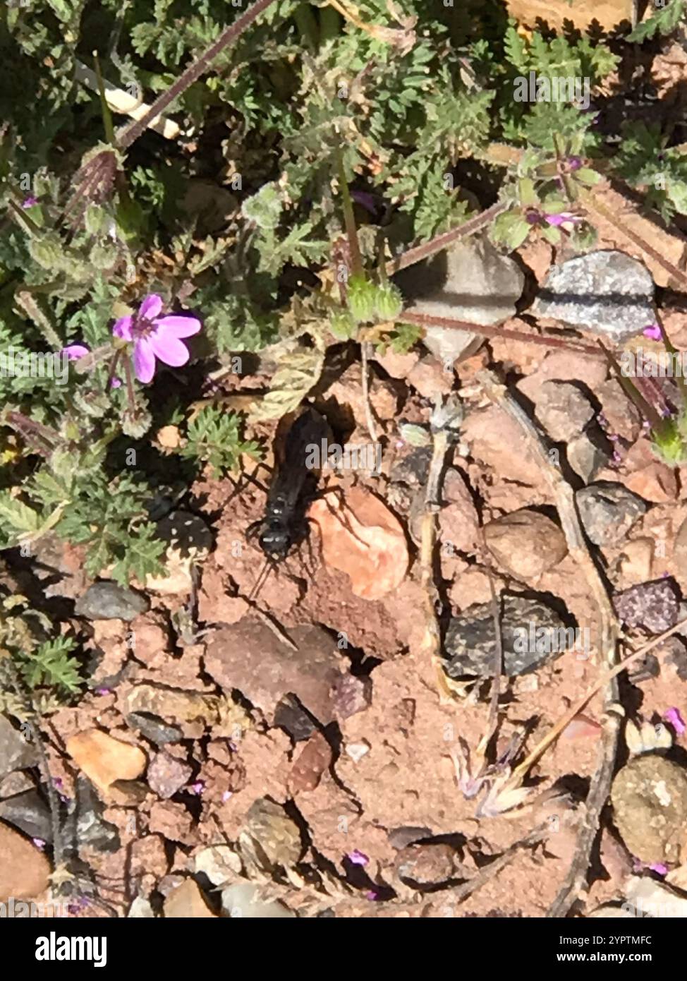 Ants, Bees, Wasps, and Sawflies (Hymenoptera Stock Photo - Alamy