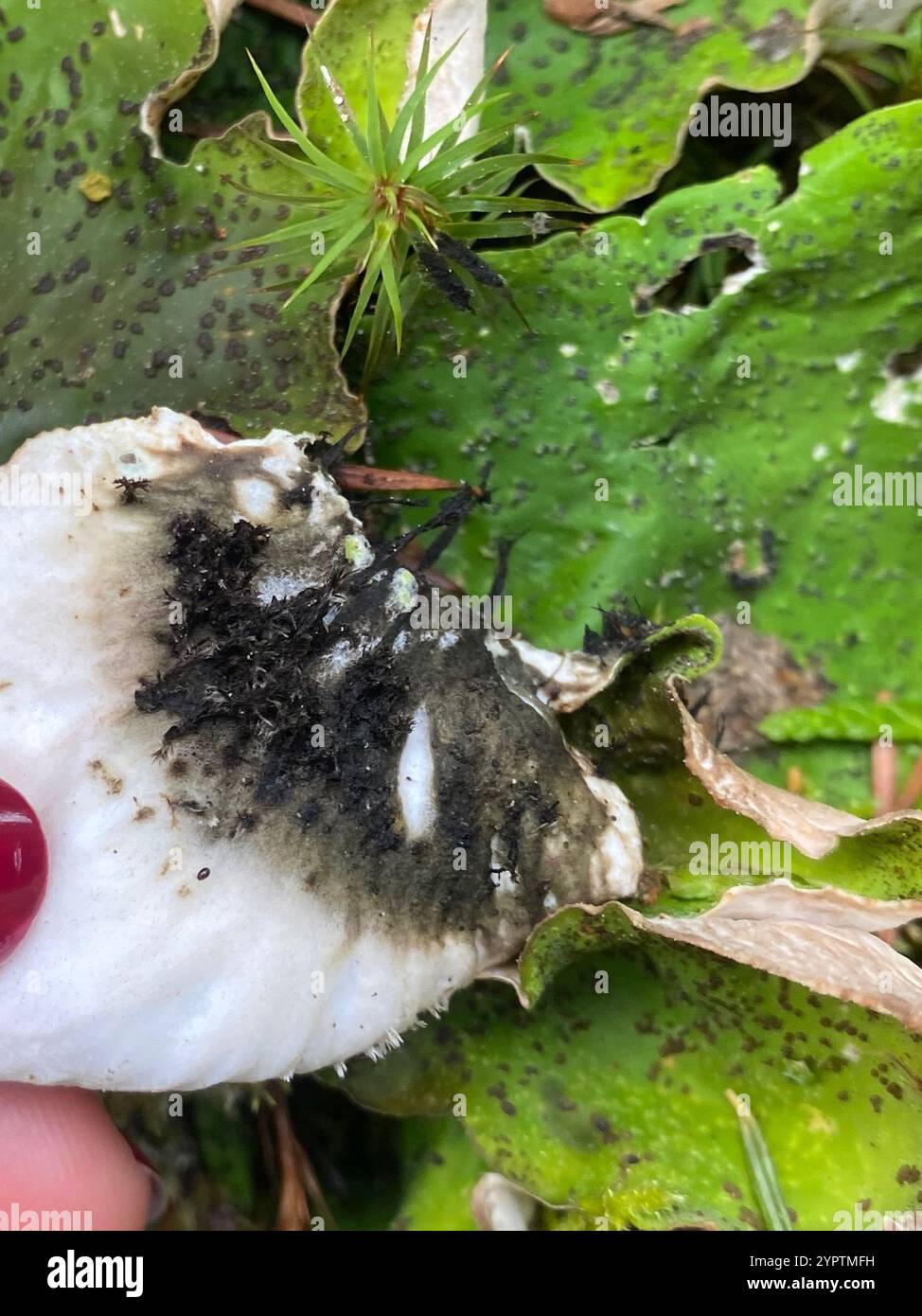 freckled pelt lichen (Peltigera aphthosa Stock Photo - Alamy