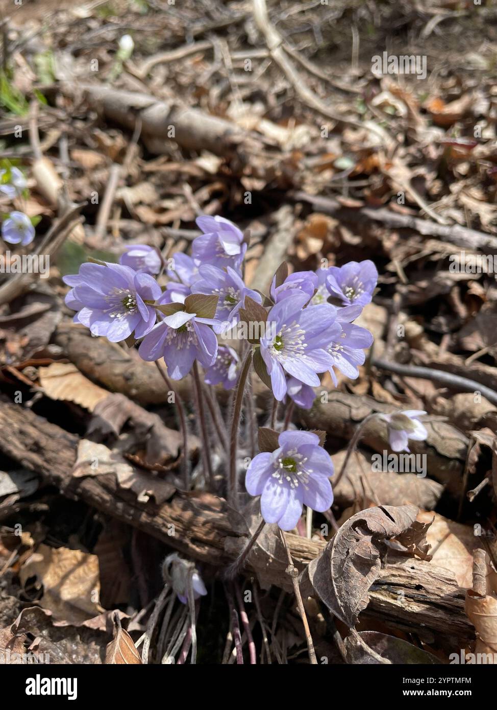 sharp-lobed hepatica (Hepatica acutiloba Stock Photo - Alamy