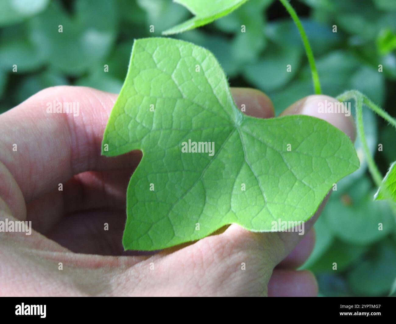 moonseed (Menispermum canadense Stock Photo - Alamy