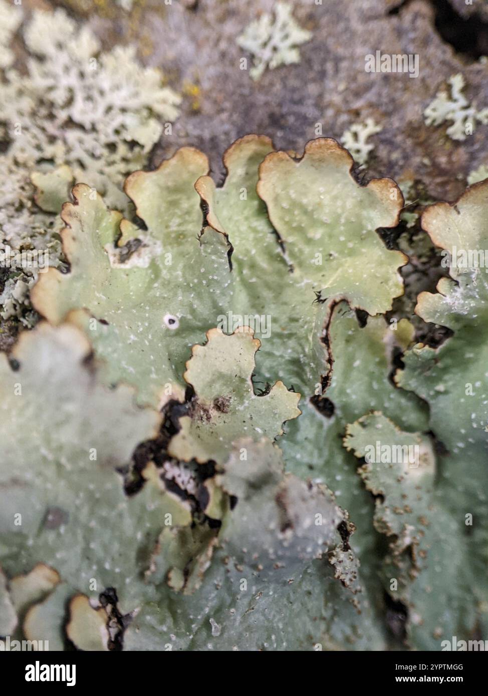 rough speckled shield lichen (Punctelia rudecta Stock Photo - Alamy