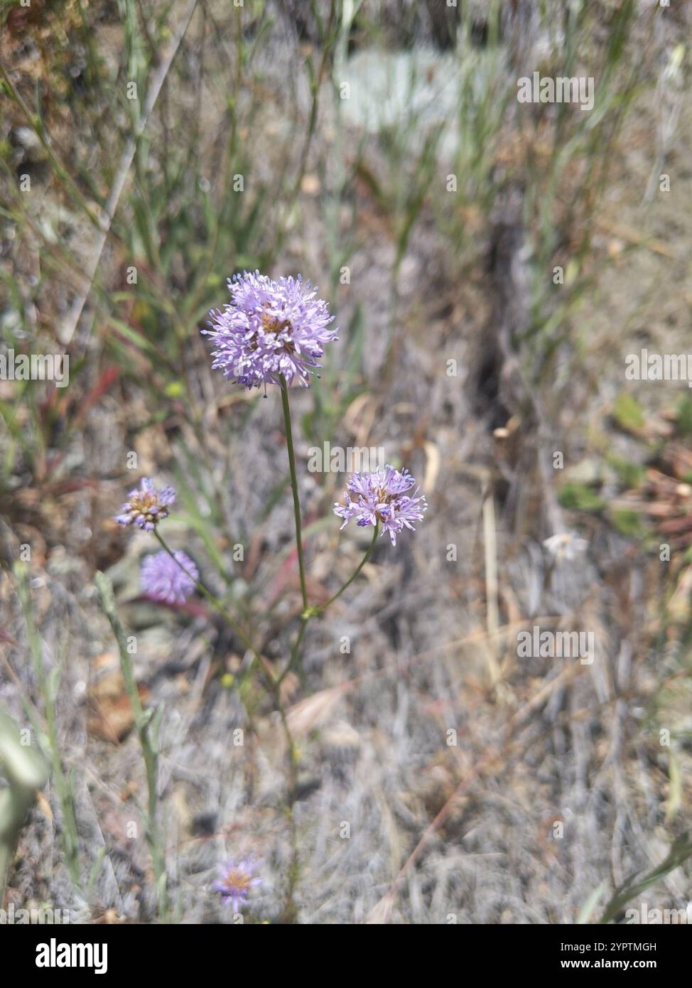 bluehead gilia (Gilia capitata Stock Photo - Alamy