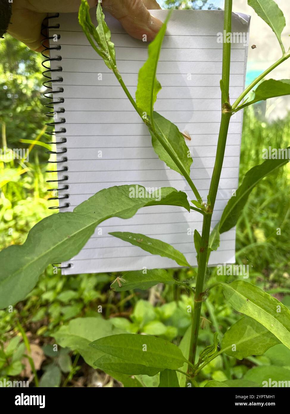 Clustered Dock (Rumex conglomeratus Stock Photo - Alamy