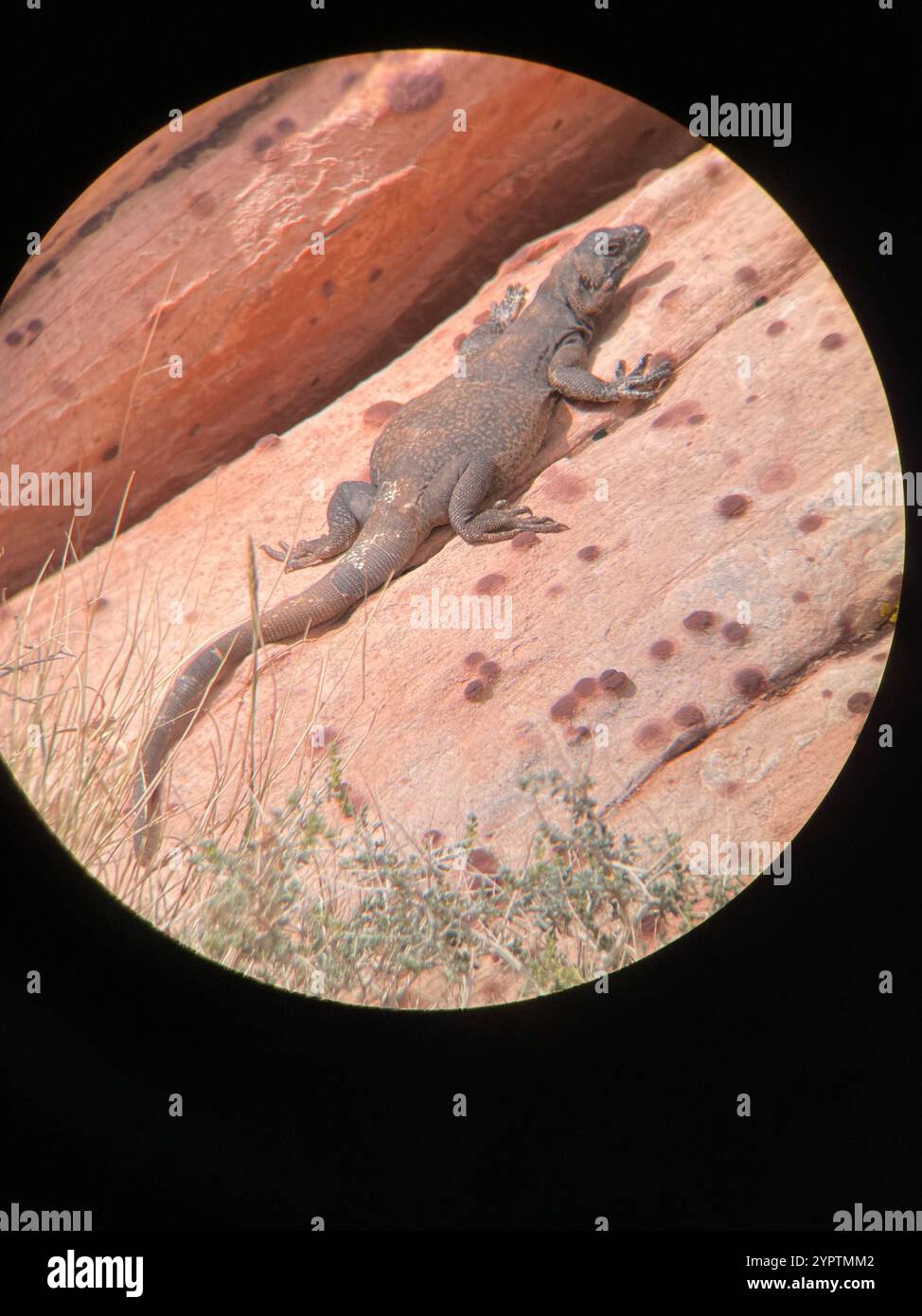 Common Chuckwalla (Sauromalus ater Stock Photo - Alamy